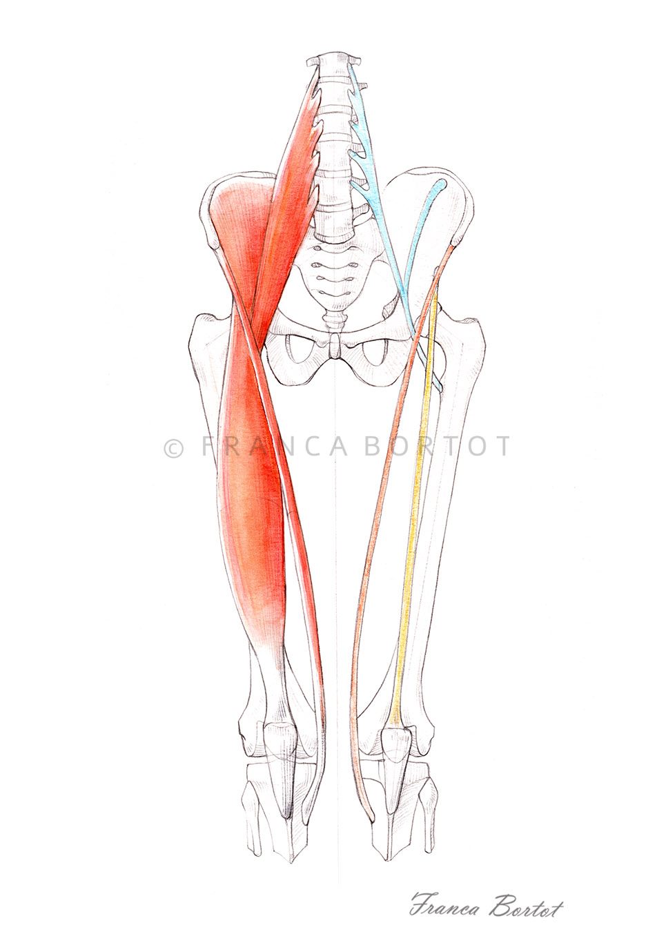 Hip flexors muscles – 2021 – pencil and watercolor on paper – 28 x 40 ...