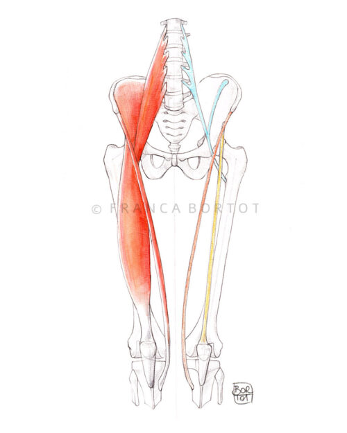 Hip flexors muscles – 2021 – pencil and watercolor on paper – 28 x 40 ...