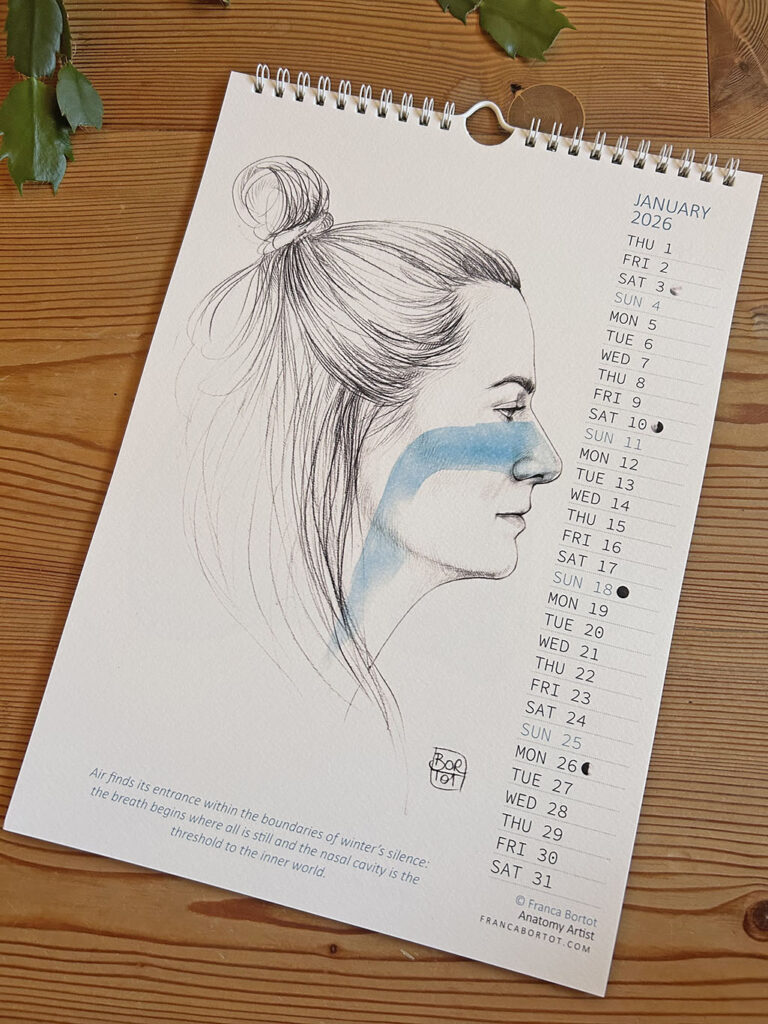 2026 Anatomy Calendar – The Breath – size A4 – LIMITED EDITION – Franca ...
